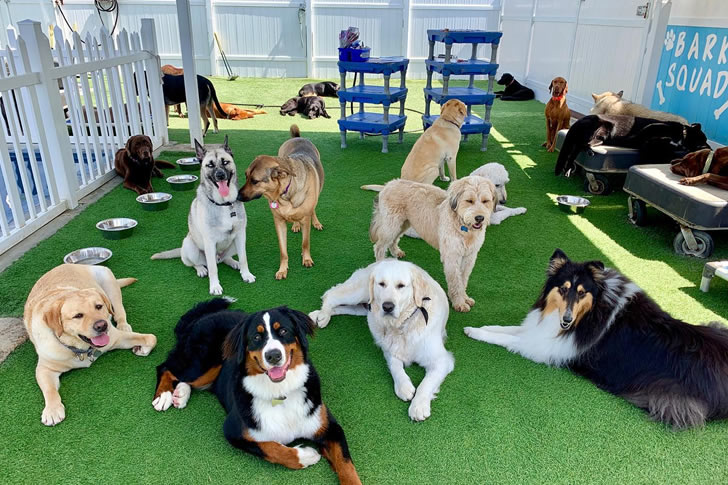 How To Choose Dog Boarding Online In 2024: Cheap, Safe And Clean - Swipit